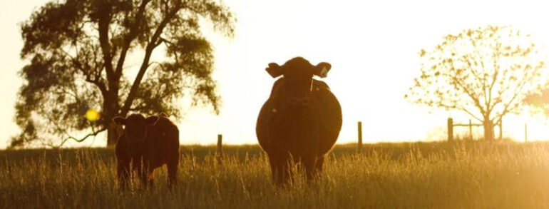 4-cows - Virginia Angus Association | Virginia Angus Association